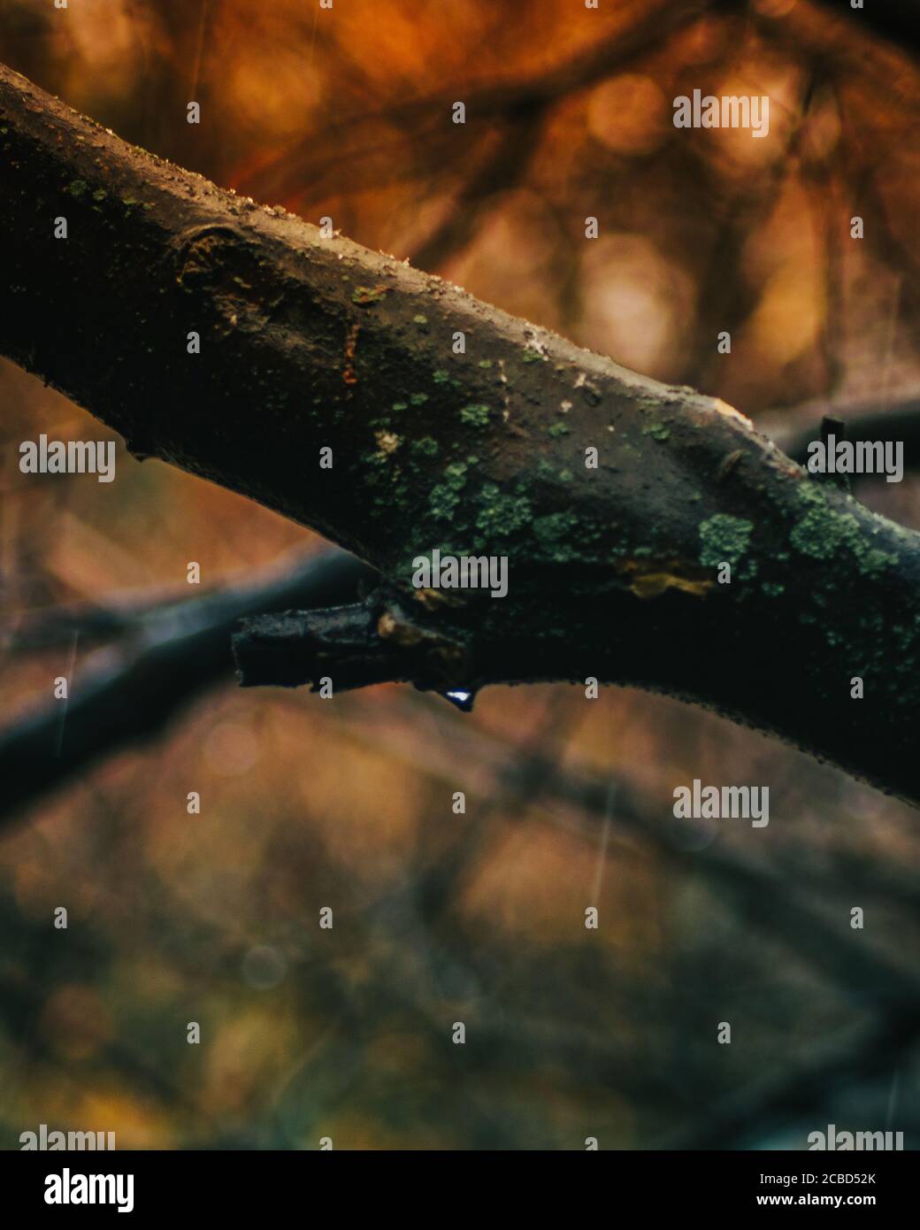 Wet tree branch hi-res stock photography and images - Alamy