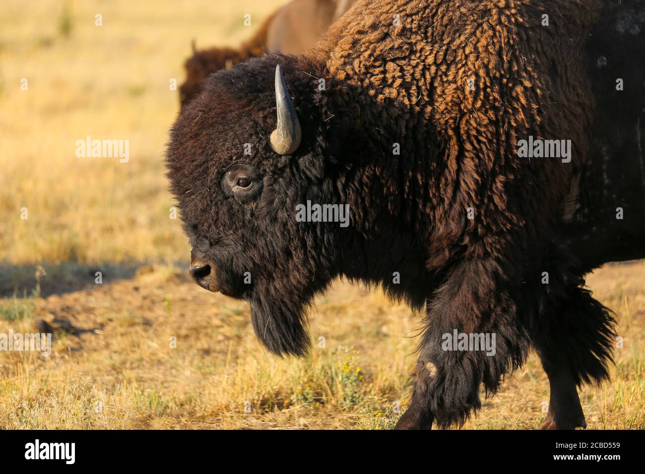 American Bison buffalo rolling around in dirt, dust, and grass Stock ...