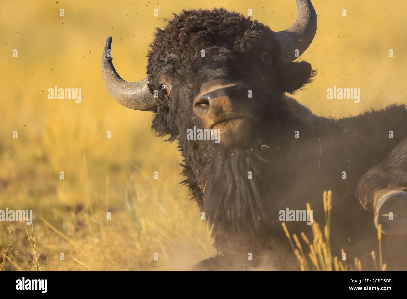 American Bison buffalo rolling around in dirt, dust, and grass Stock ...
