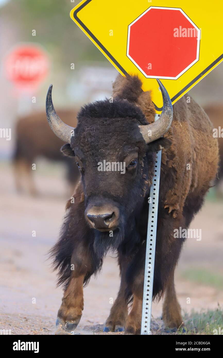American Bison buffalo rubbing fur against a stop sign Stock Photo - Alamy