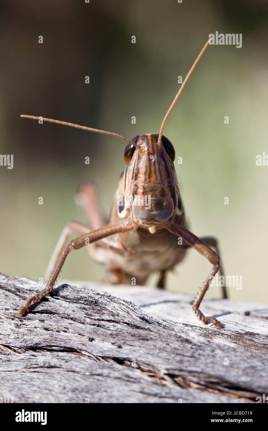 Australian native plants and animals hi-res stock photography and ...