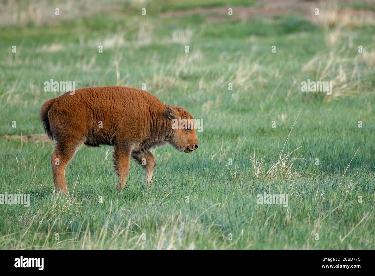 American Bison calf alone in green grass Stock Photo - Alamy