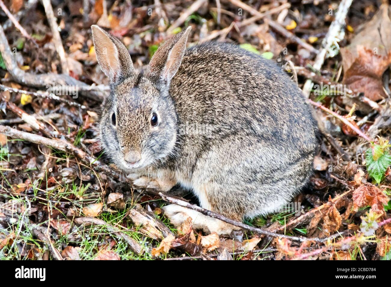 Desert cottontail rabbit hi-res stock photography and images - Alamy