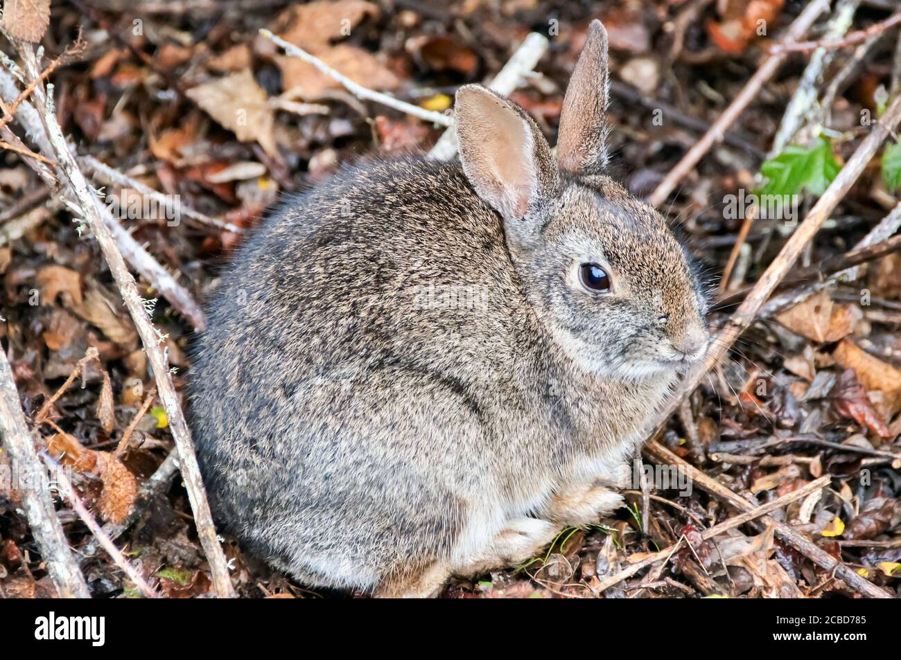 Desert Cottontail Rabbit on Alert Stock Photo - Alamy