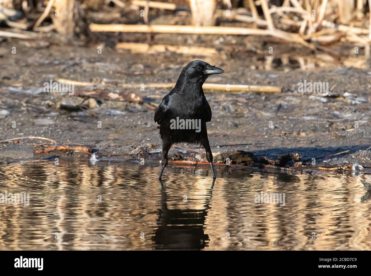 An American Crow standing in shallow golden waters Stock Photo - Alamy