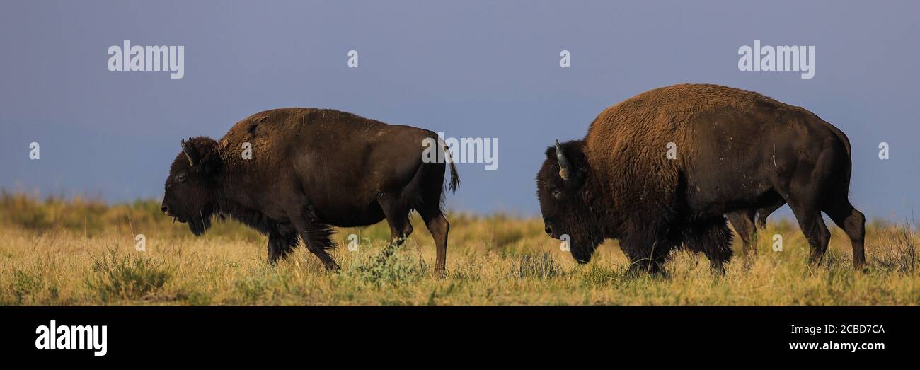 American Bison buffalo Stock Photo - Alamy