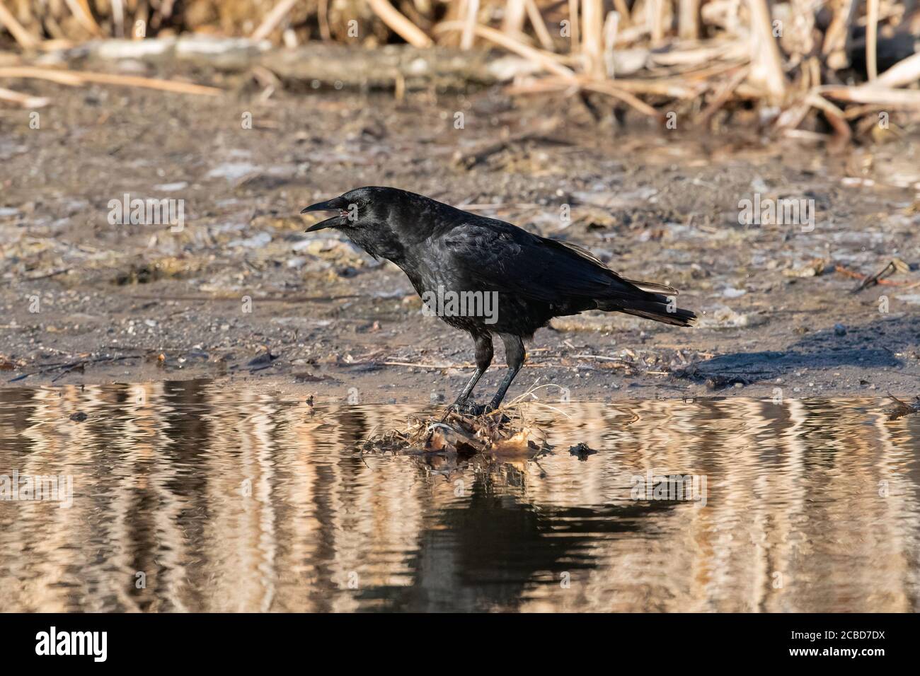 Sentinel pile hi-res stock photography and images - Alamy