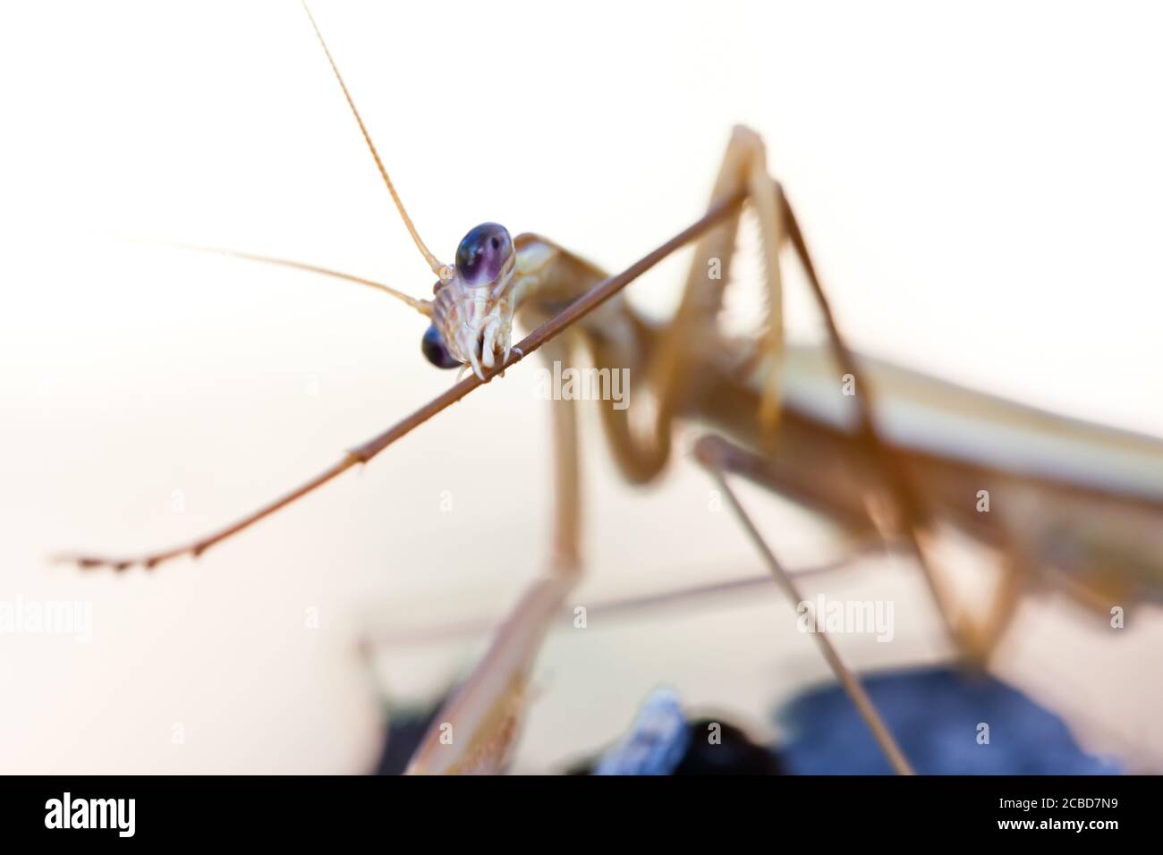 Australian winged wildlife hi-res stock photography and images - Alamy