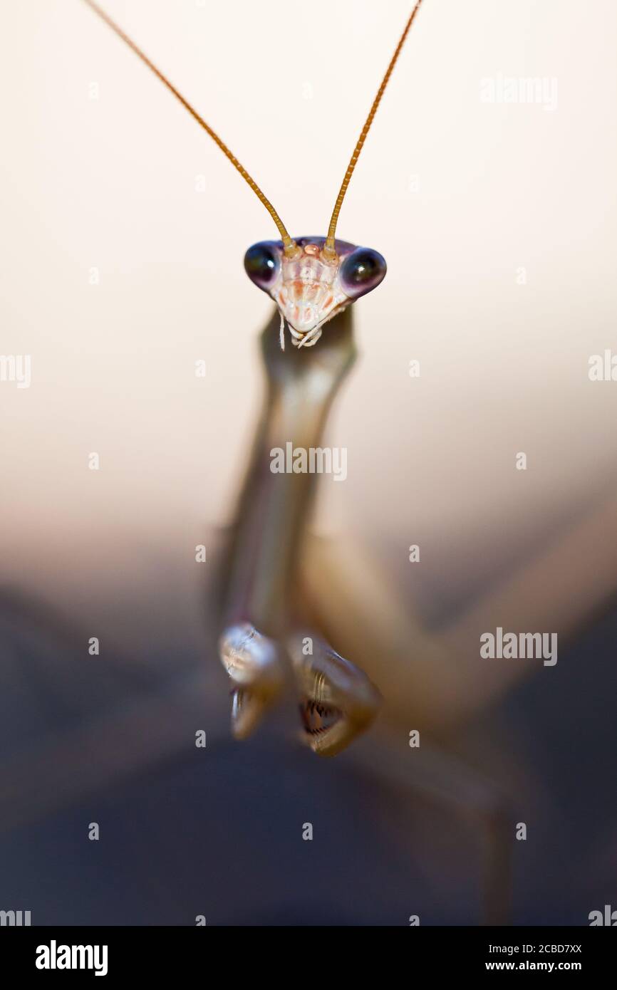 Purple winged mantids hi-res stock photography and images - Alamy