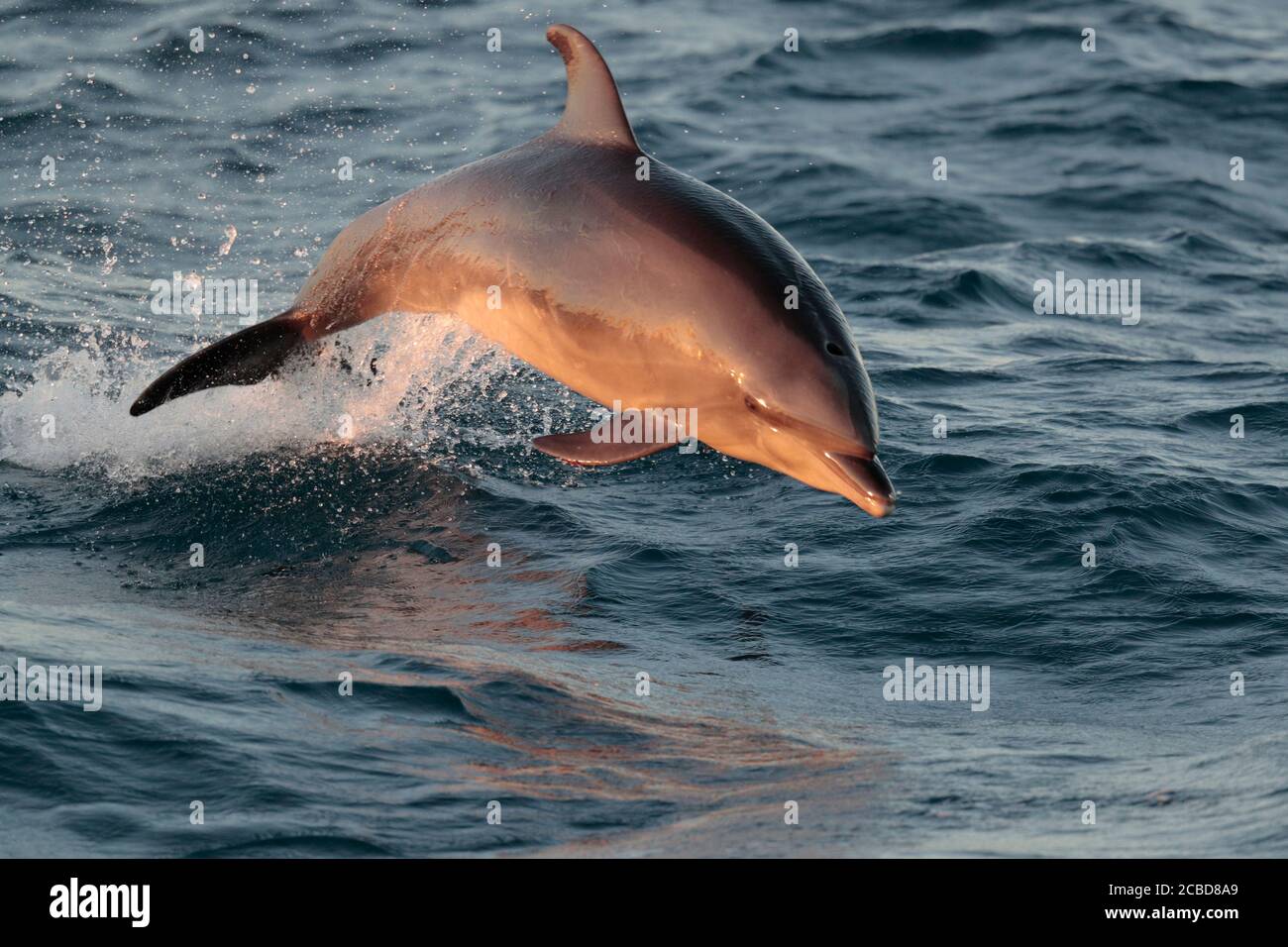 Bottlenose dolphin tursiops truncatus surfing hi-res stock photography ...