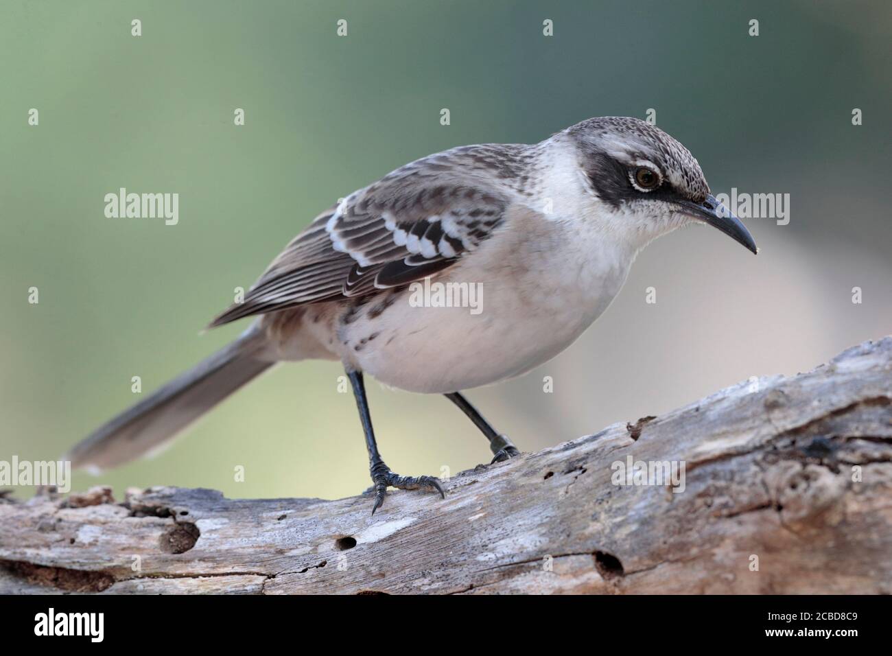 Galapagos Mockingbird (Nesomimus parvulus parvulus), Isla Santa Cruz ...