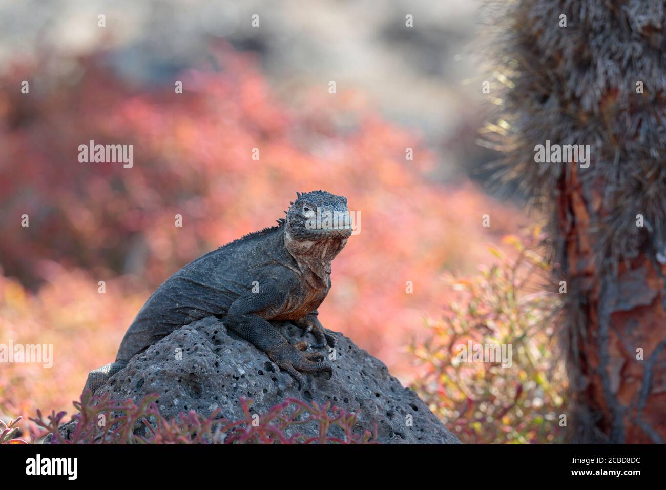 Land Iguana (Conolophus subcristatus) - red vesuvium background, Plaza ...