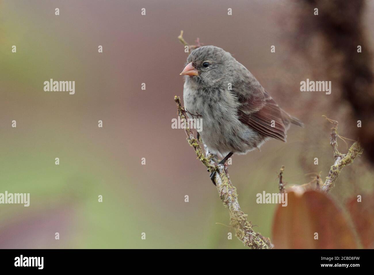 Sharp-beaked Ground Finch (Geospiza difficilis), female, Isla Santa ...