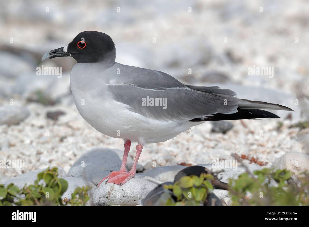 Swallow-tailed Gull (Creagrus furcatus), side view, standing, Darwin Bay, Isla Genovesa ...