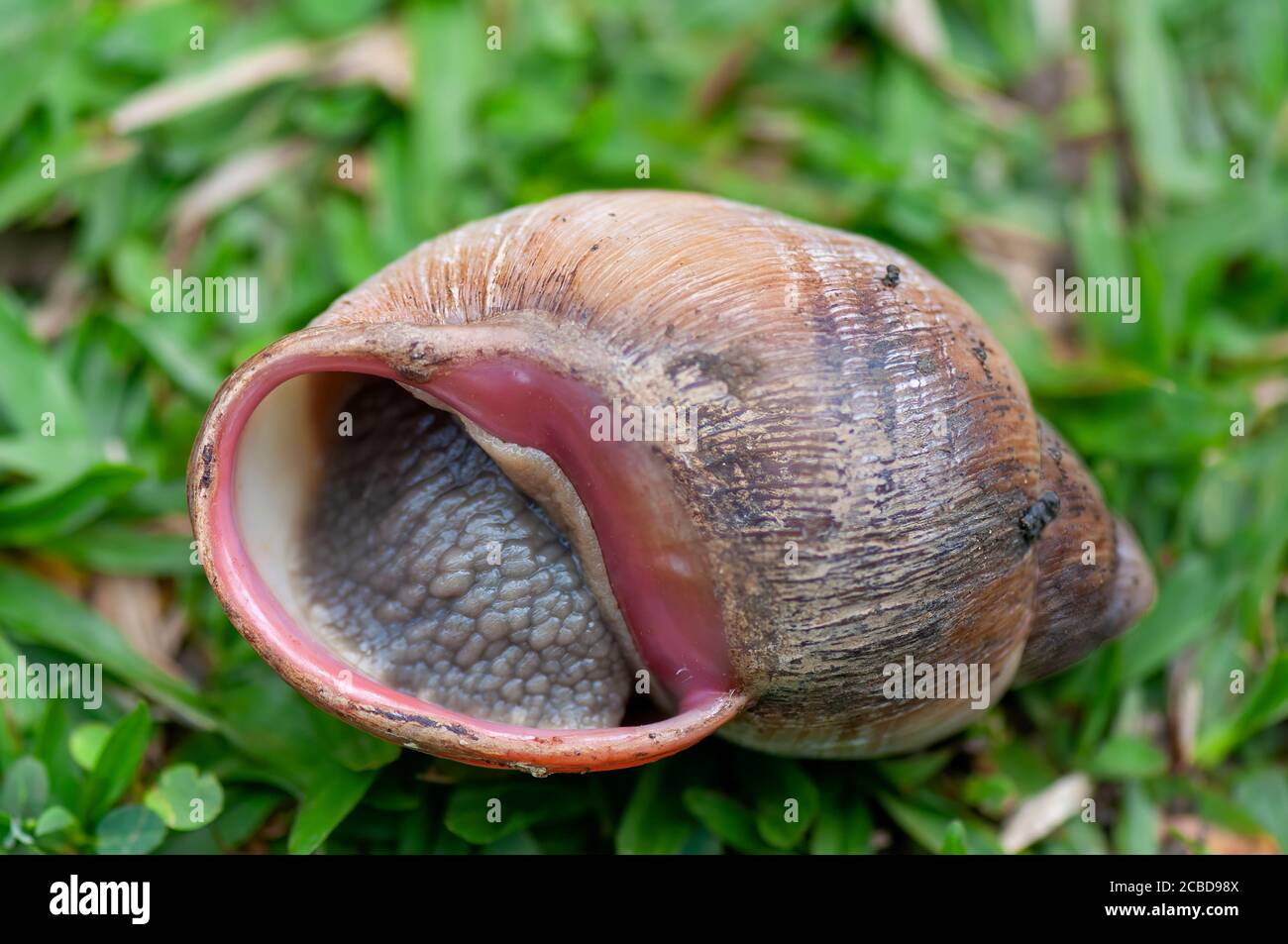 Snail Shell