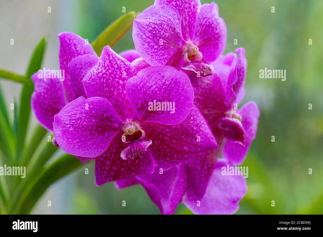 Moth dendrobium hi-res stock photography and images - Alamy