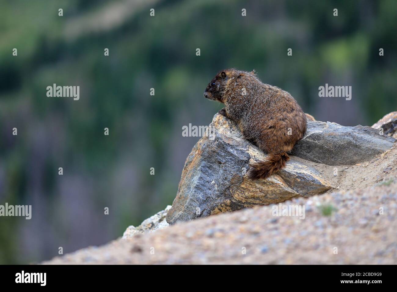 Yellow-bellied marmot marmot sitting on a rock in Rocky Mountain ...