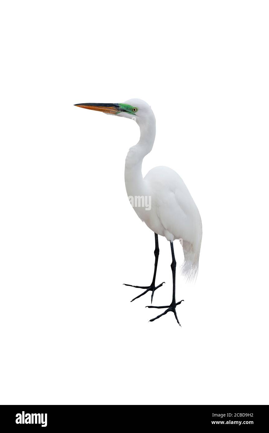 Great Egret isolated on a white background. Ardea alba Stock Photo - Alamy