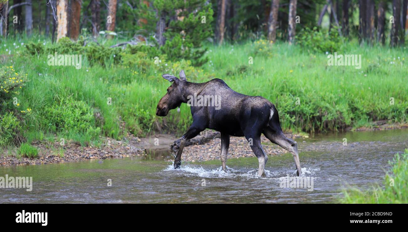 Moose crossing river hi-res stock photography and images - Alamy