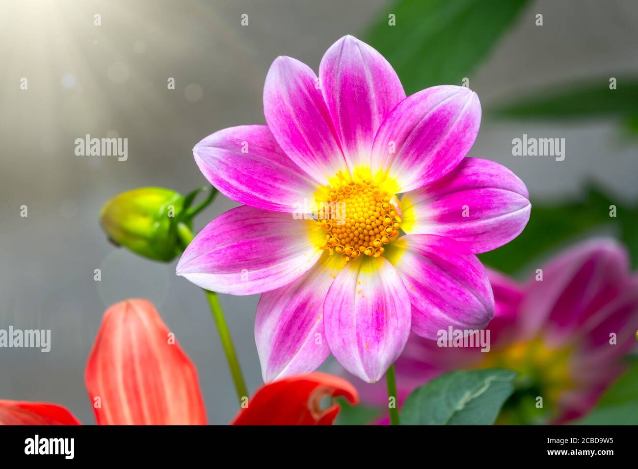 Beautiful purple Cosmos flower on green blured background. Violet ...