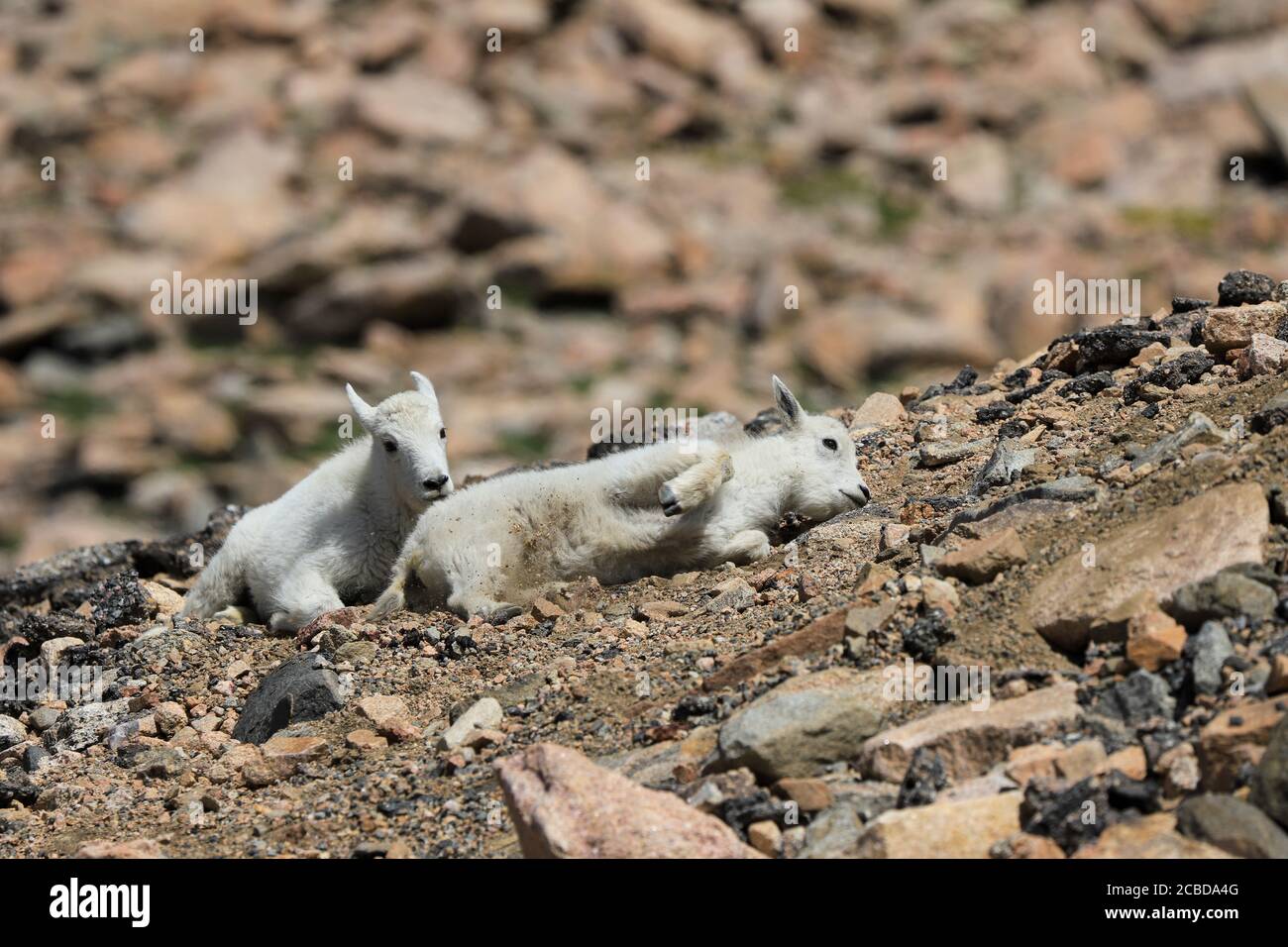 Baby Mountain Goat Climbing