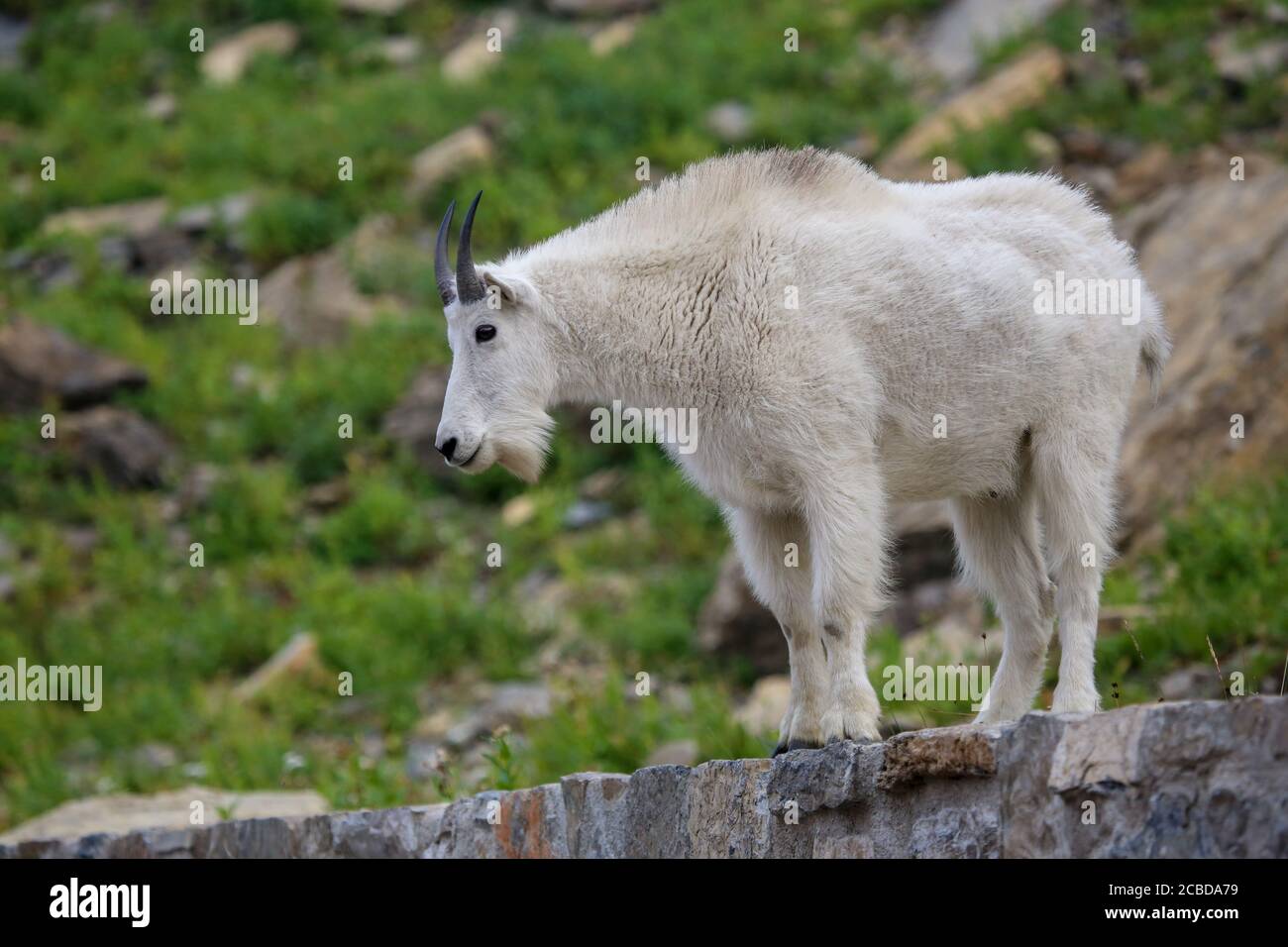 Mountain goat Oreamnos americanus in alpine habitat Stock Photo - Alamy