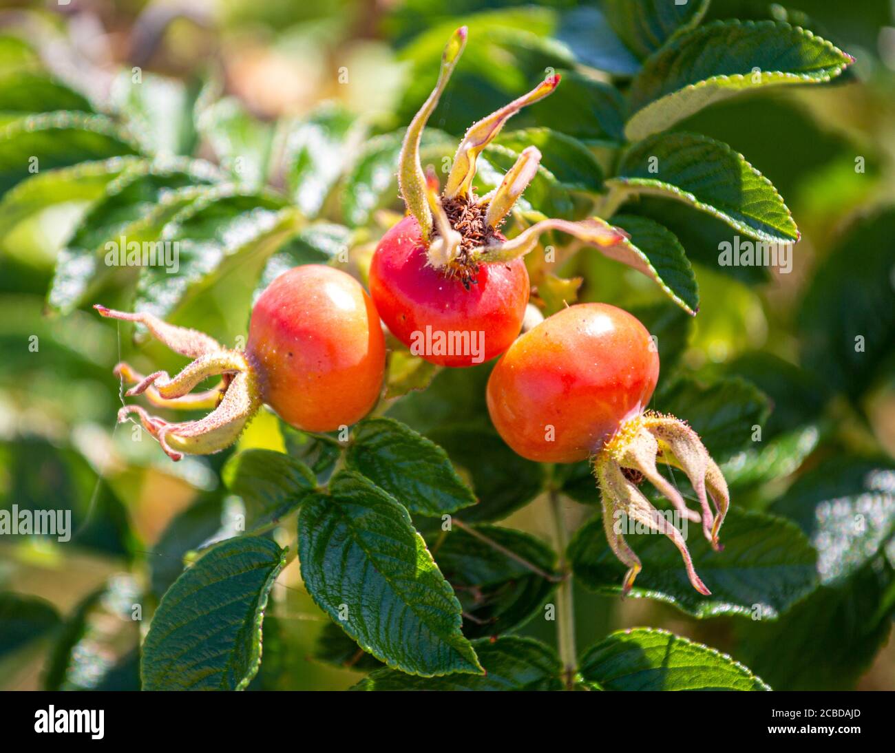 Rose hips in the wild coast Stock Photo - Alamy