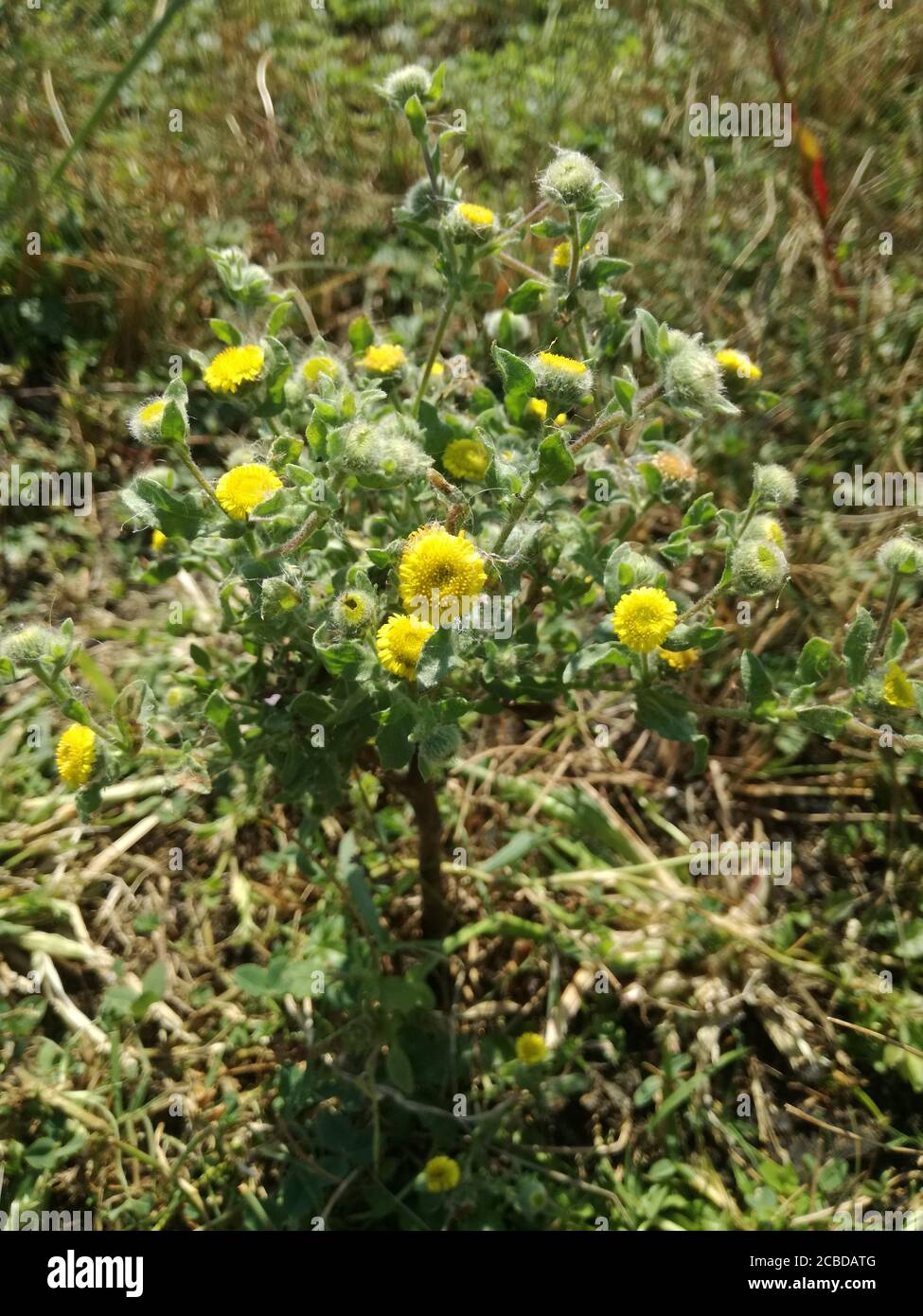 Pulicaria vulgaris, Small Fleabane. Wild plant photographed in the fall ...