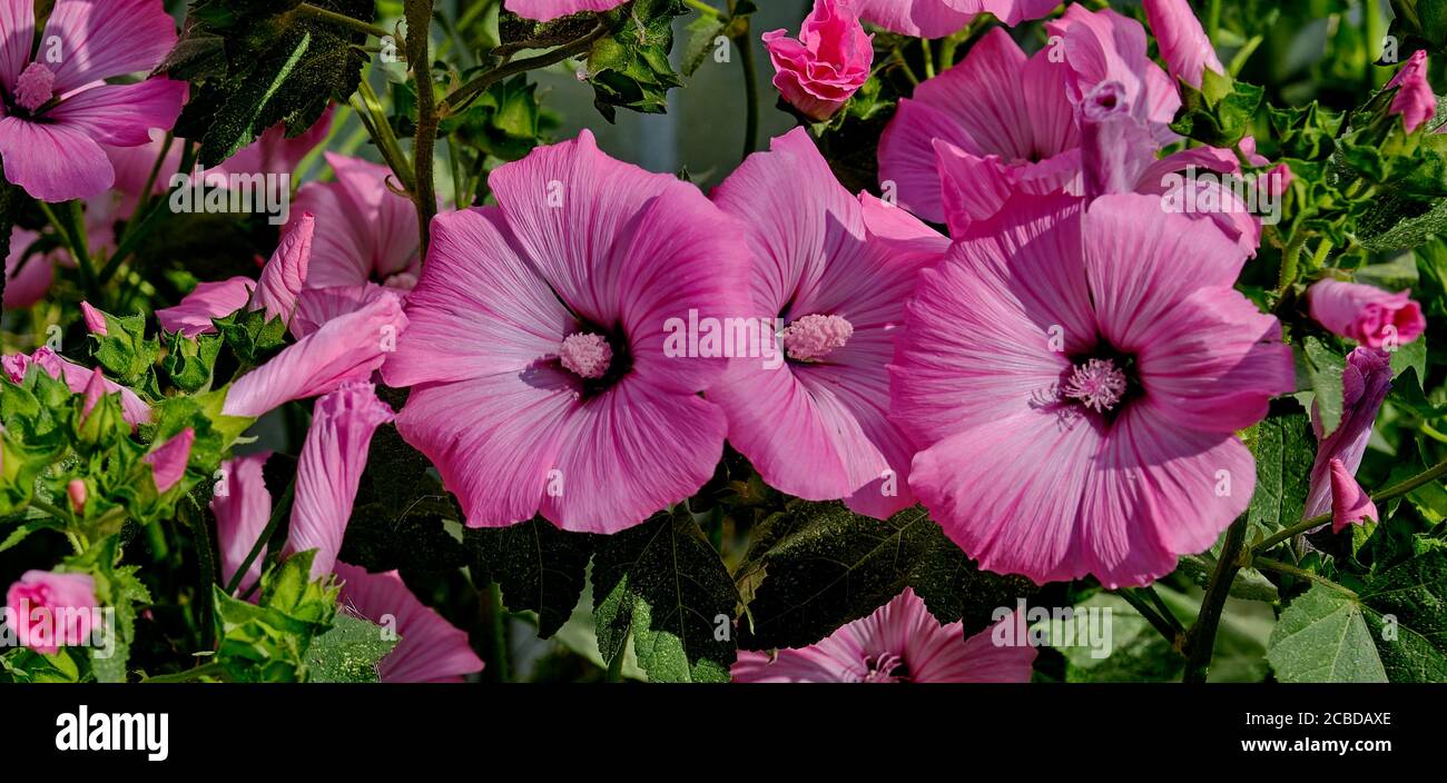 Blooming pink mallow on a summer day. Lavatera perennial. Close up ...