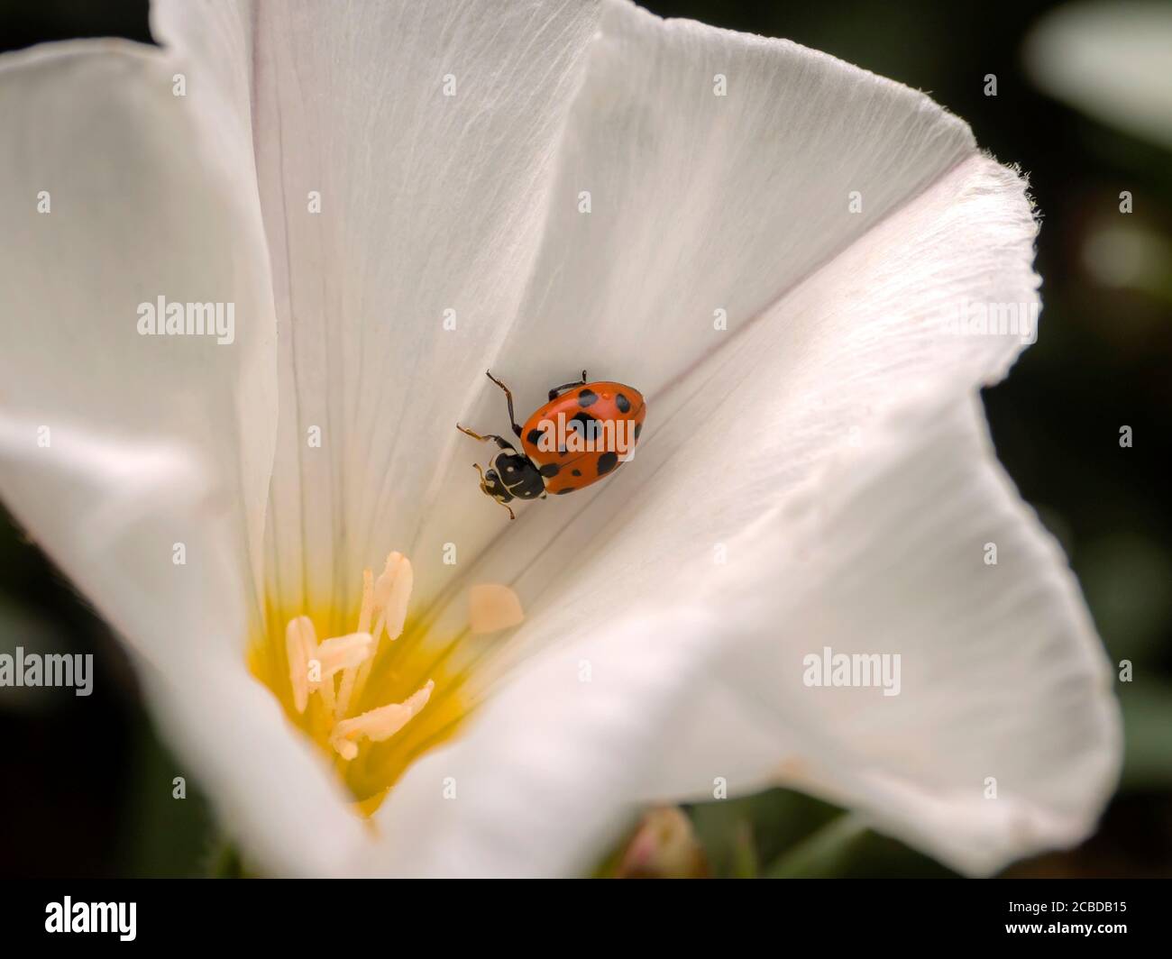 Australian ladybird hi-res stock photography and images - Alamy