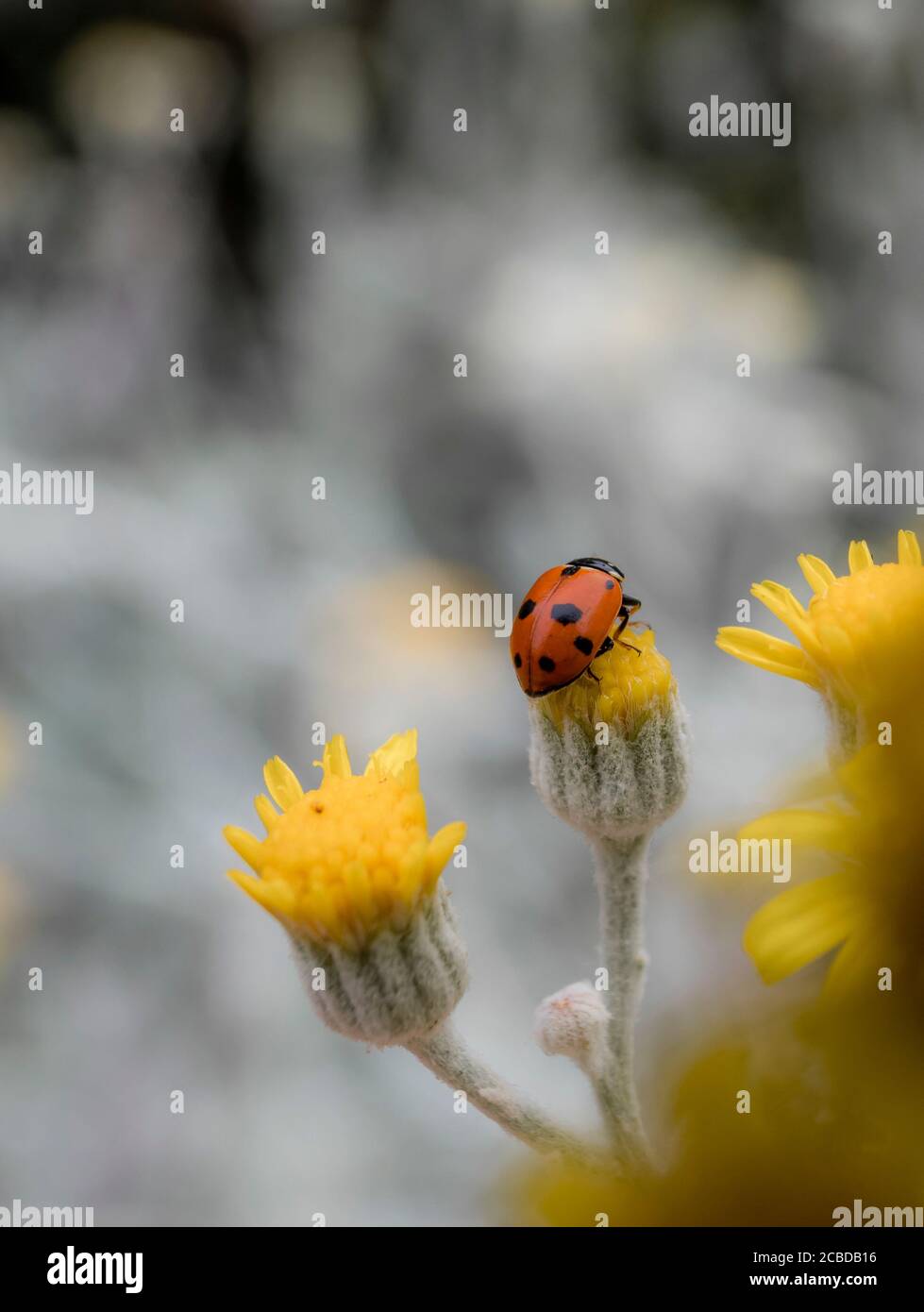 Australian ladybird hi-res stock photography and images - Alamy