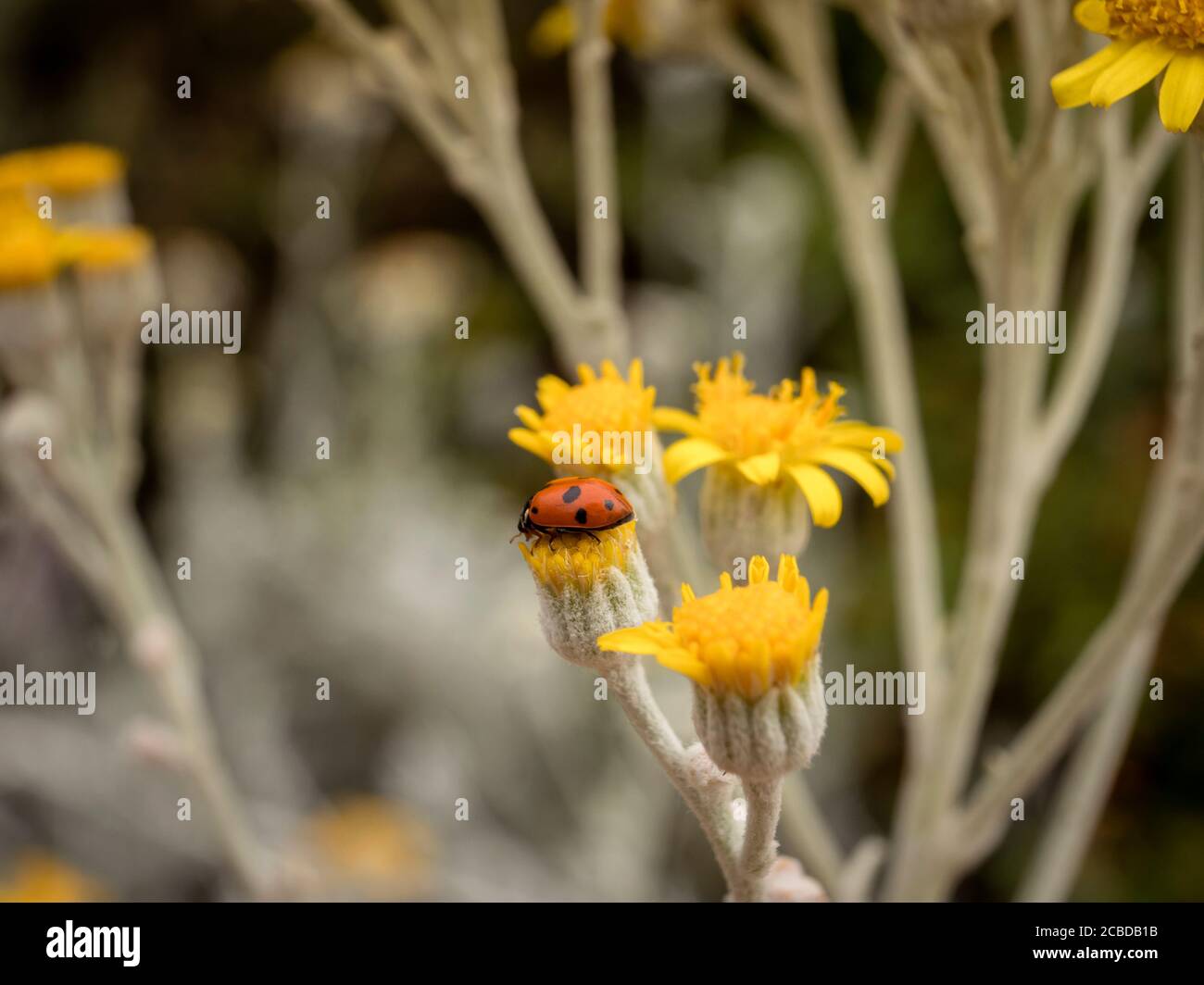 Australian ladybird hi-res stock photography and images - Alamy