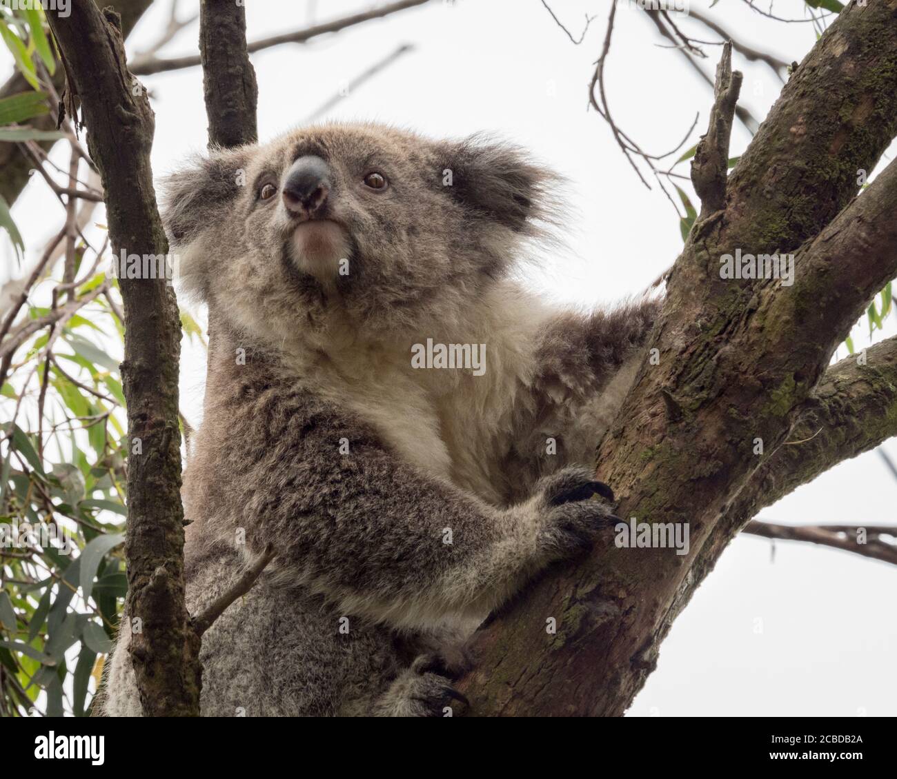 Wild koala on a gum tree Stock Photo - Alamy