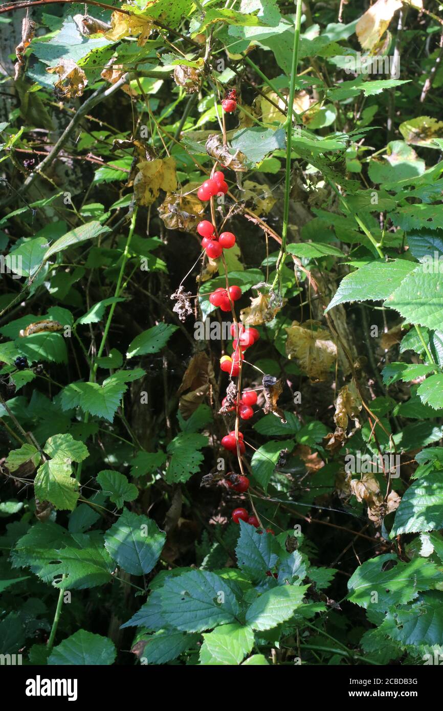 Tamus communis, Black Bryony, Dioscorea communis. Wild plant ...