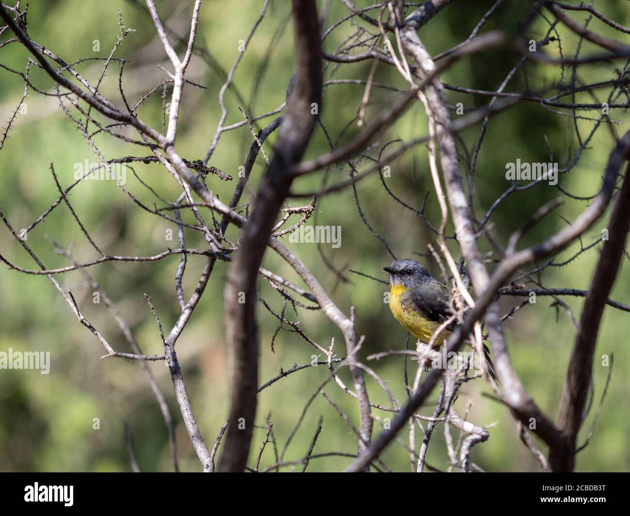 Eastern Yellow Robin in a bush setting, Victoria, Australia Stock Photo ...