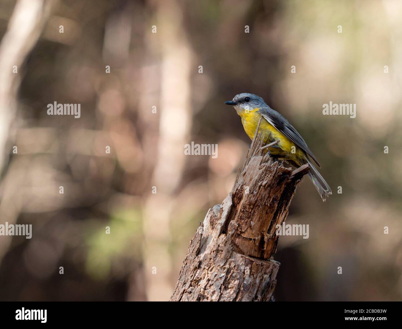 Eastern Yellow Robin in a bush setting, Victoria, Australia Stock Photo ...