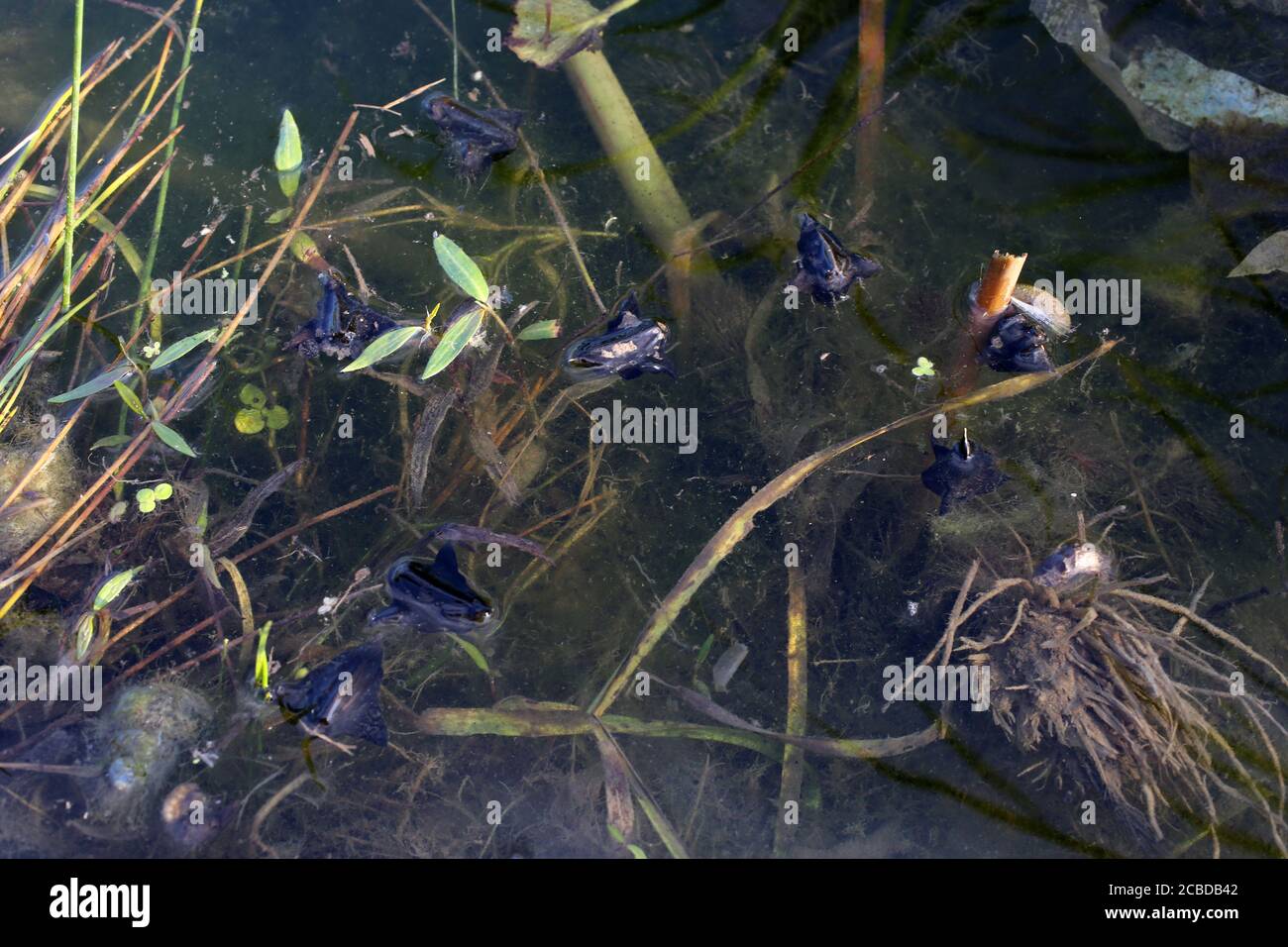 Trapa natans, Water Chestnut. Wild plant photographed in the fall Stock ...