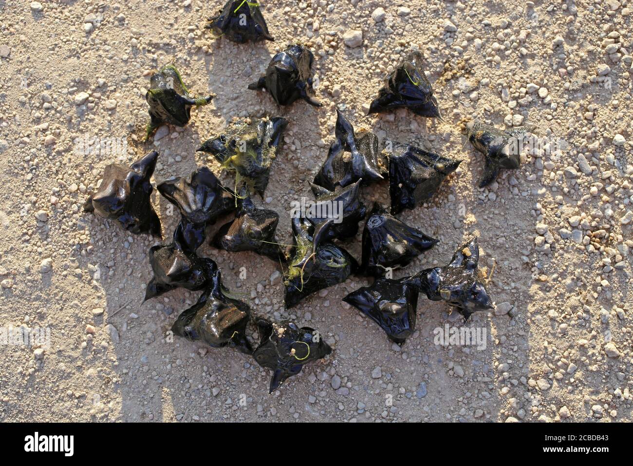 Trapa natans, Water Chestnut. Wild plant photographed in the fall Stock ...