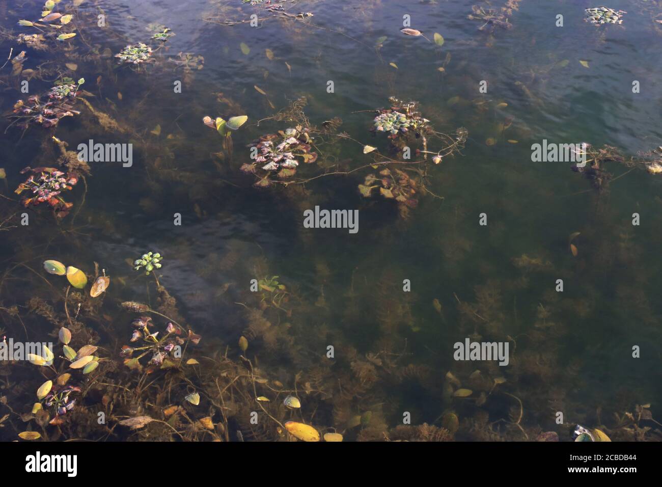Trapa natans, Water Chestnut. Wild plant photographed in the fall Stock ...