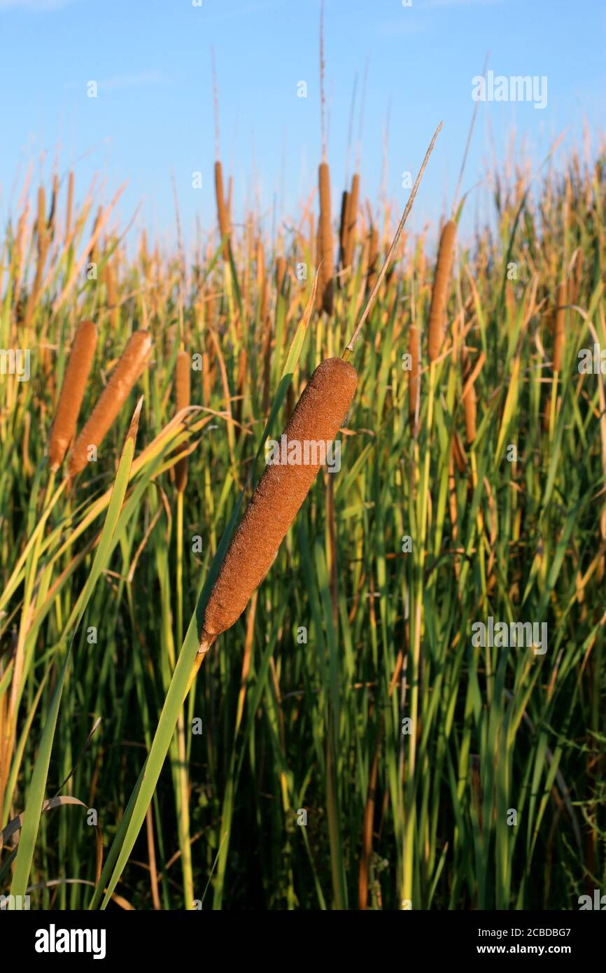 Typha latifolia, Broadleaf cattail, Bulrush. Wild plant photographed in ...