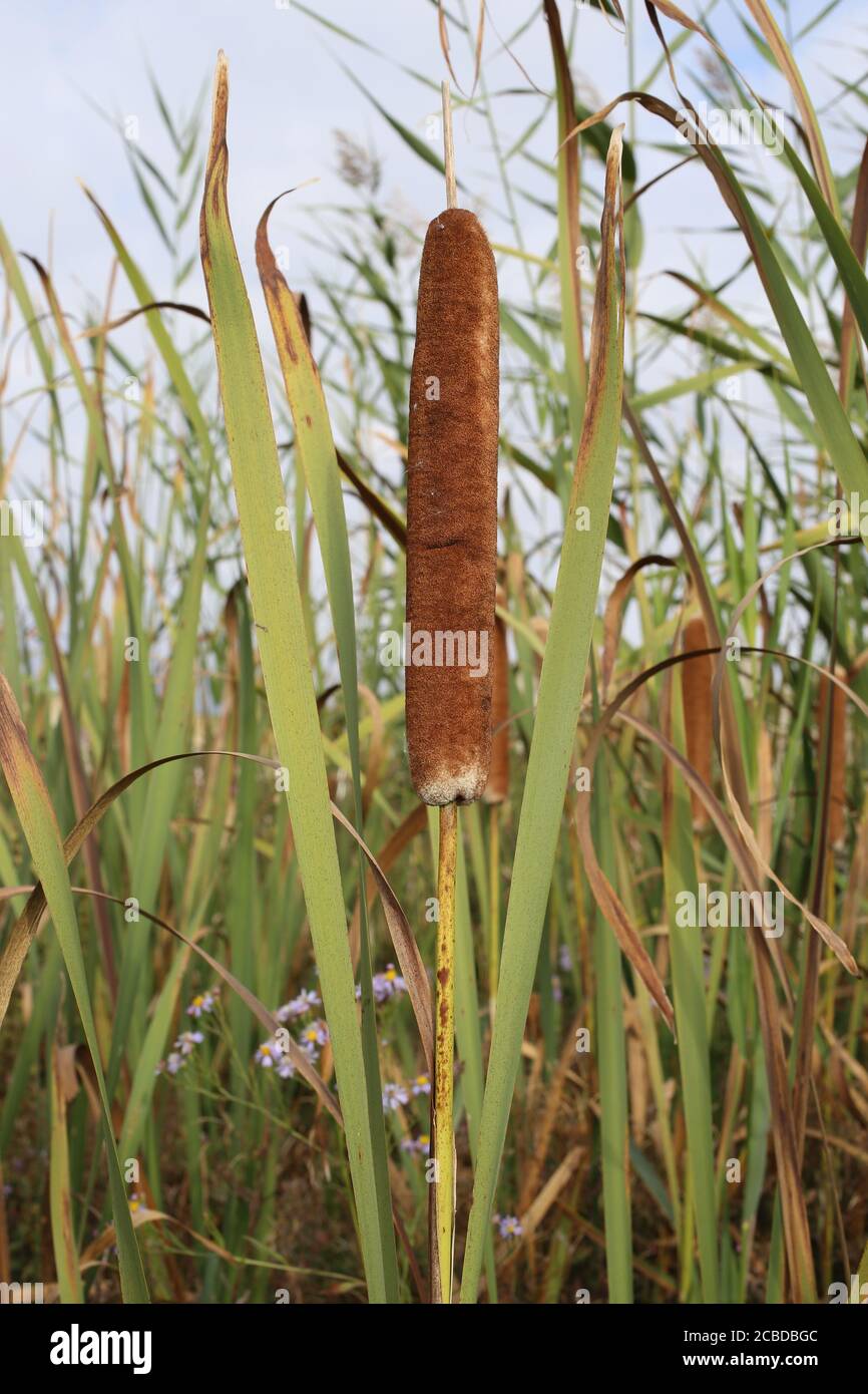Typha latifolia, Broadleaf cattail, Bulrush. Wild plant photographed in ...