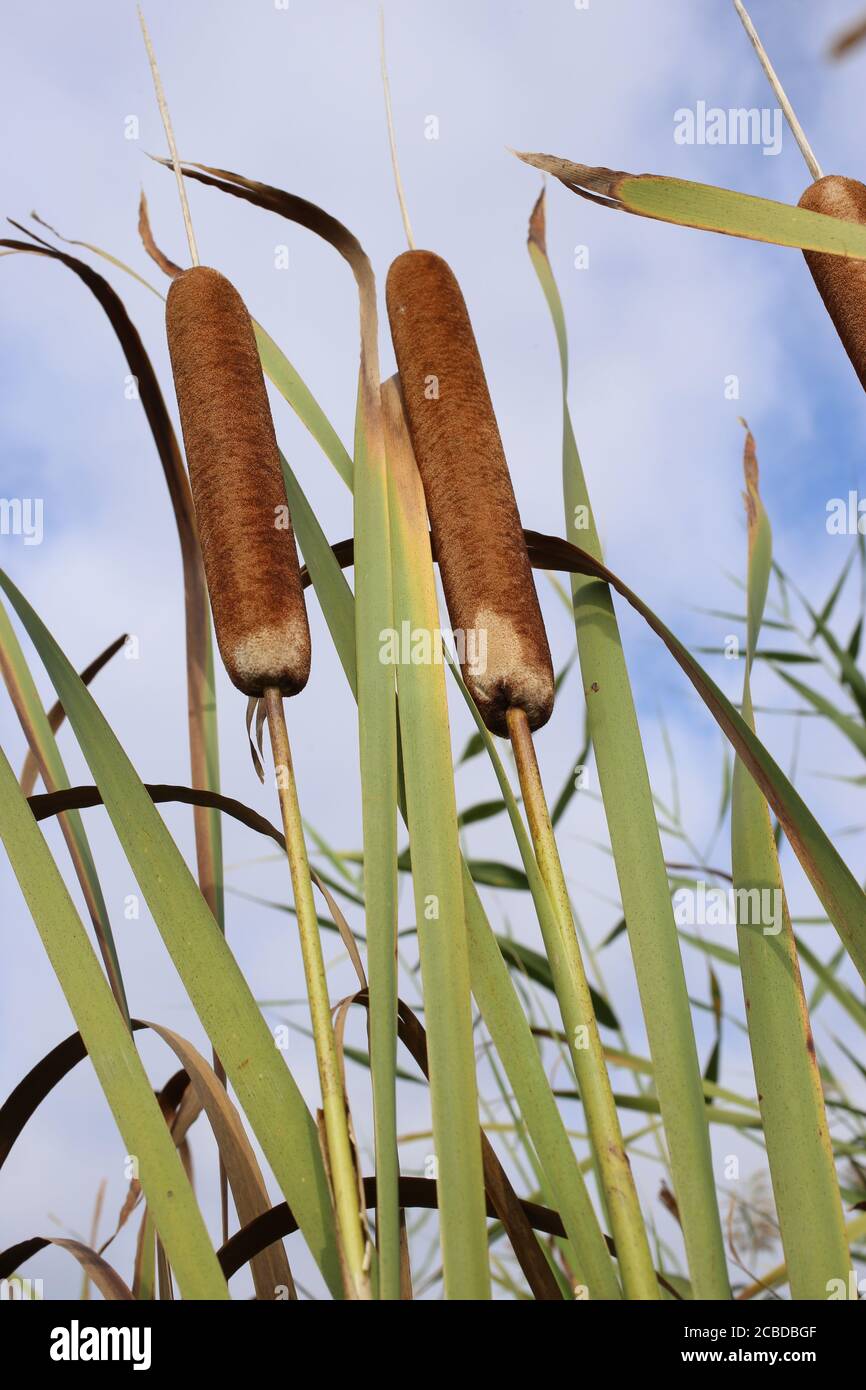 Typha latifolia, Broadleaf cattail, Bulrush. Wild plant photographed in ...