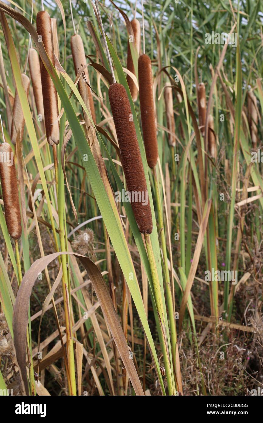 Typha latifolia, Broadleaf cattail, Bulrush. Wild plant photographed in ...