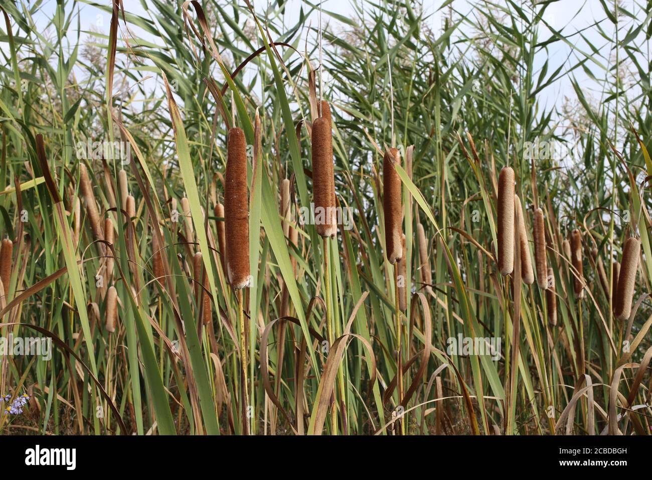 Typha latifolia, Broadleaf cattail, Bulrush. Wild plant photographed in ...