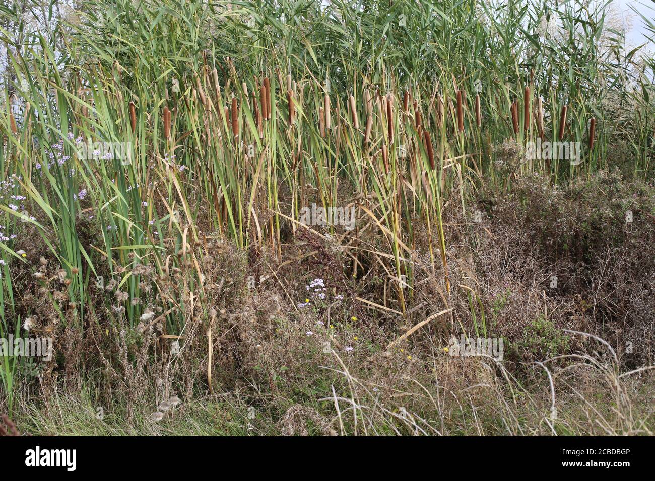 Typha latifolia, Broadleaf cattail, Bulrush. Wild plant photographed in ...
