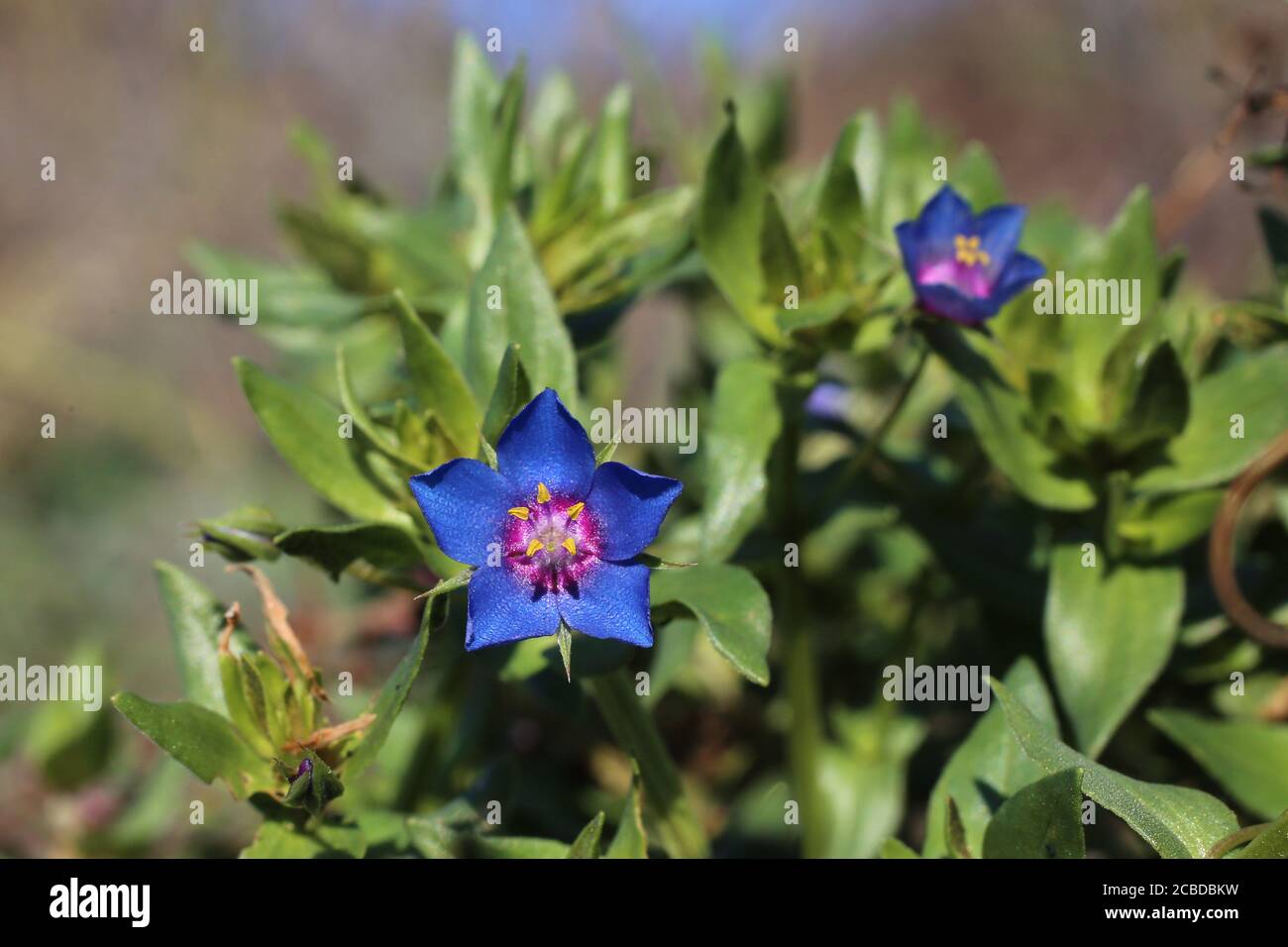 Lysimachia foemina hi-res stock photography and images - Alamy