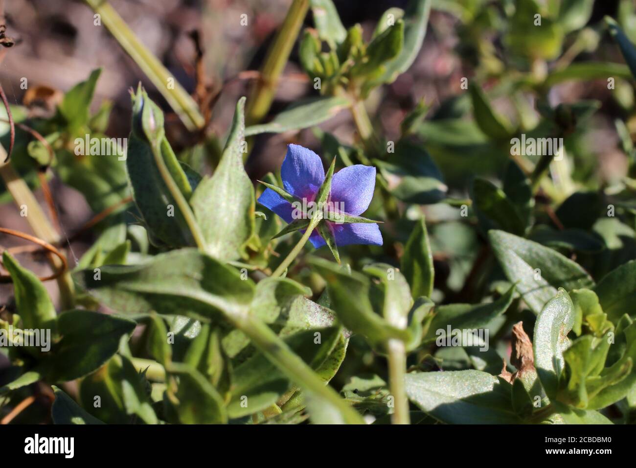Lysimachia foemina hi-res stock photography and images - Alamy