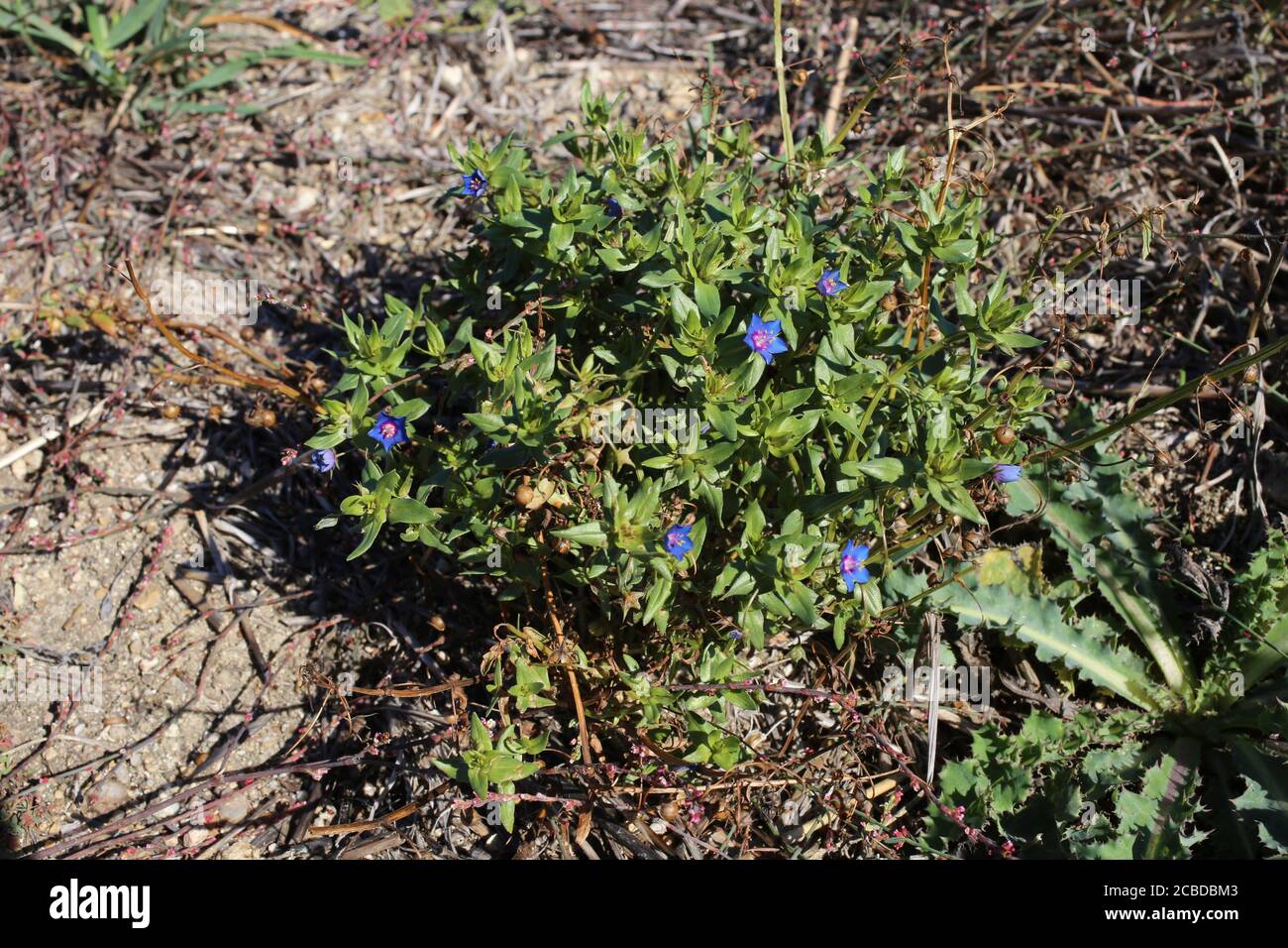 Lysimachia foemina hi-res stock photography and images - Alamy