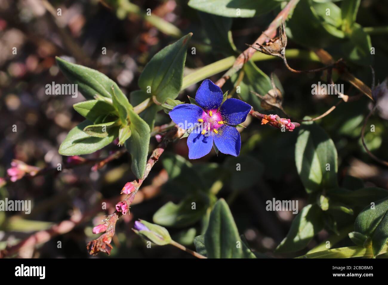 Lysimachia foemina hi-res stock photography and images - Alamy