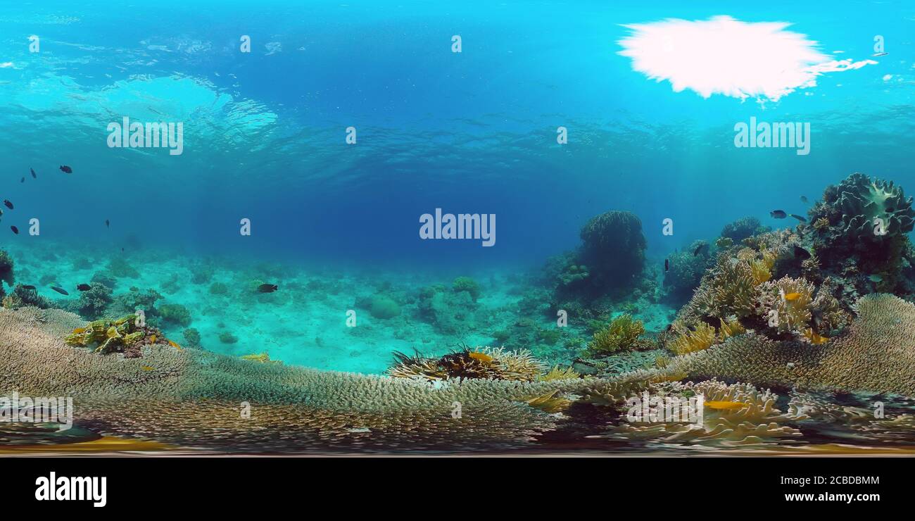 360VR Foto: Beautiful underwater world with coral reef and tropical ...